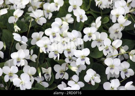 Fresh white Viola canadensis on green leaves background. White Viola in ...