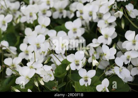 Fresh white Viola canadensis on green leaves background. White Viola in ...