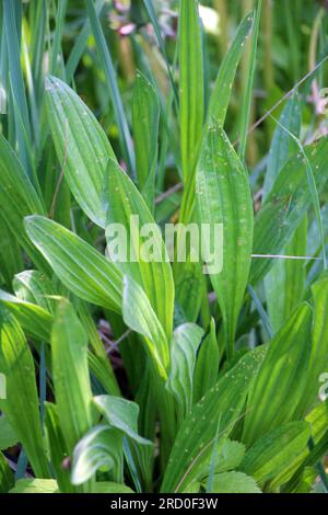 In the wild grows plantain lanceolate, plantago lanceolata Stock Photo ...