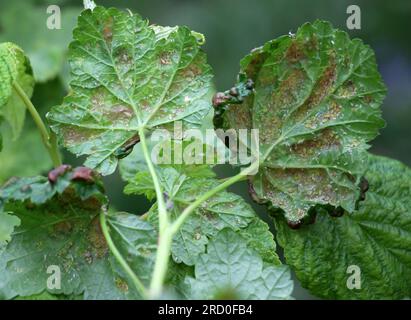 Leaf of red currant bush infected with pests - gallic aphid ...