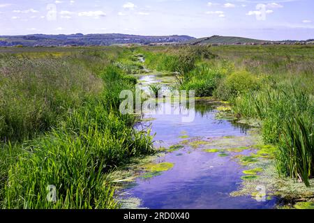 Walking around Rodmell in spring, East Sussex, England, horses in a ...