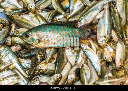 A collection of Bangladeshi small indigenous fish Stock Photo - Alamy