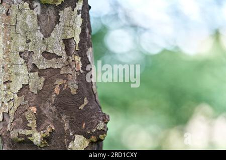 dead sycamore maple with symptoms of Rußrindenkrankheit, sooty bark ...
