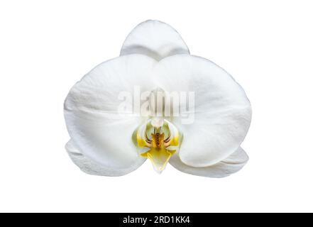 Macro of white Phalaenopsis orchid flower on green background Stock ...