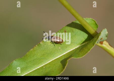 Beetle Lagria hirta or Lagria atripes. Two very similar species ...