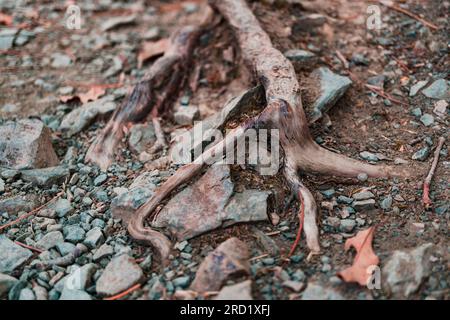 Tree roots sprouting through rocky mountain surface, close-up Stock ...