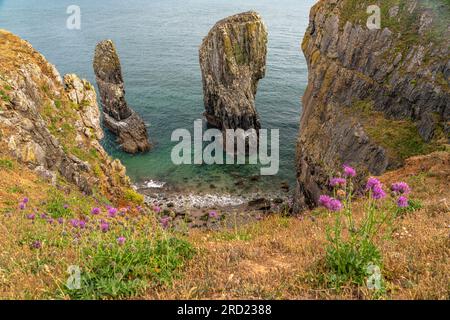 Felsformation Elegug Stacks oder Stack Rocks im Pembrokeshire Coast ...