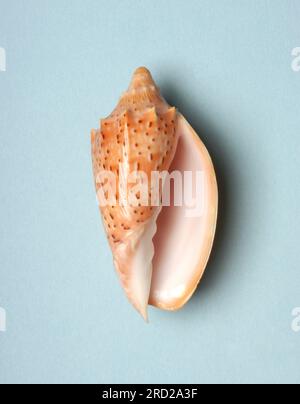 Cymbiola pulchra, Volutidae Stock Photo - Alamy