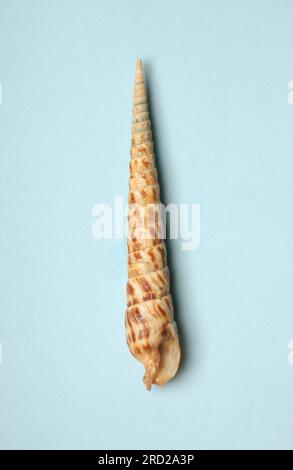 Tenebra taurina, Tenebridae Stock Photo - Alamy