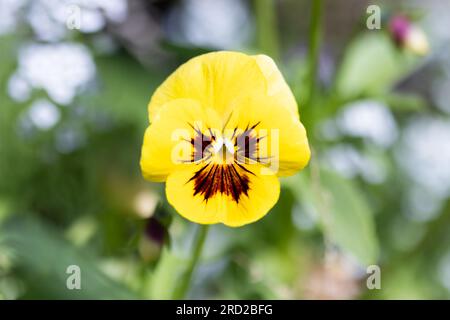 Viola tricolor, macro photo of yellow flower growing in a garden Stock ...