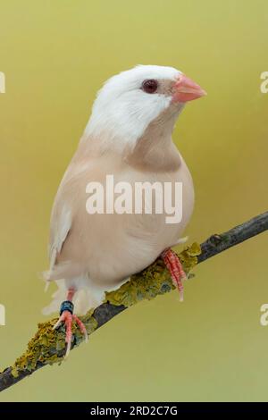 Black-throated or parson finch (poephila cincta) sitting on a branch ...