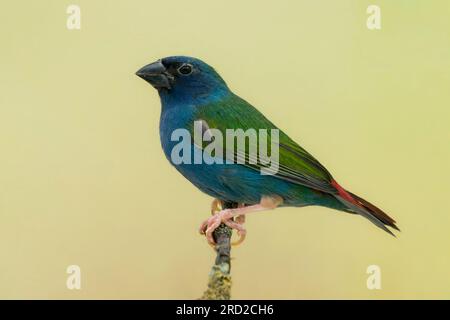 Tricolored Parrotfinch (Erythrura tricolor Stock Photo - Alamy
