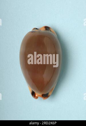Luria lurida, Cypraeidae Stock Photo - Alamy