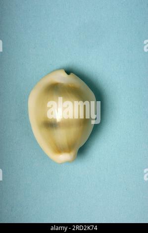 Monetaria moneta, Cypraeidae Stock Photo - Alamy