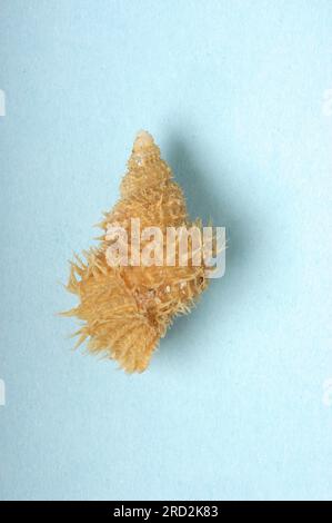 Trichotropis cancellata, Capilidae Stock Photo - Alamy