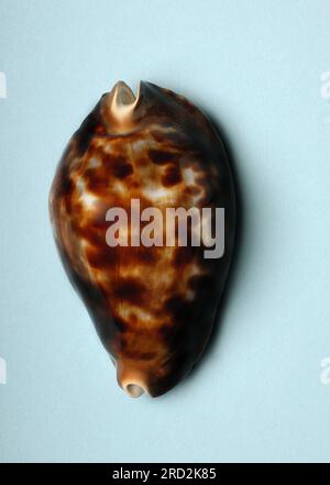 Zoila friendii, Cypraeidae Stock Photo - Alamy