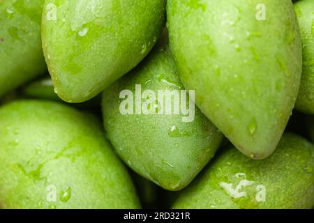 Collection of Organic green Indian Mangoes (Mangifera indica Stock ...