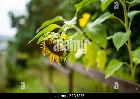 Dried flowers in a garden at late autumn day. Sunny morning in fall ...