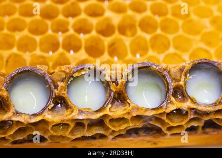 Opened queen cells full with royal jellies. Royal jelly production ...
