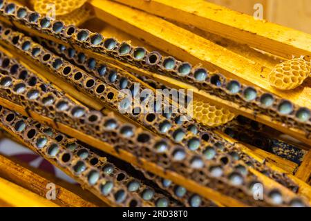 Queen cells full with royal jelly in focus. Royal jelly production ...