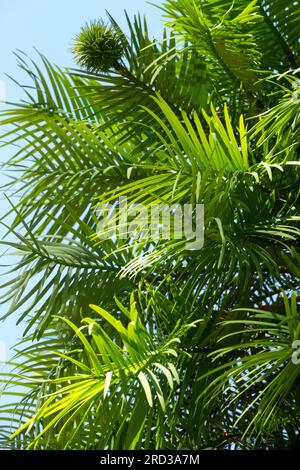 Female cones of Australian native Wollemi Pine, family Araucariaceae ...