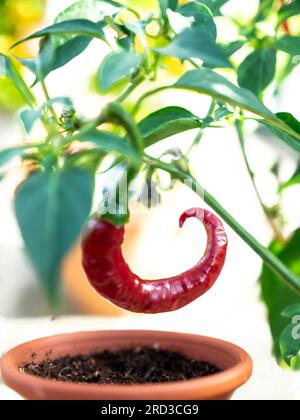 Chilli Cayenne in terracotta pot viewed through open window of a ...