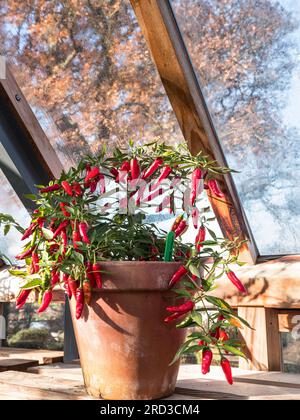 CHILLIES GREENHOUSE AUTUMN Red Apache vegetable chillies chilli peppers ...