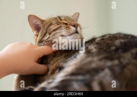 Human Hand Caressing a Cat Sleeping Stock Photo - Alamy