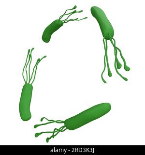 Helicobacter pylori bacteria 3d render realistic medicine icon for logo ...