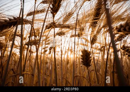 Golden Ripe Wheat Field Glowing At Sunset During Summer Harvest Season ...