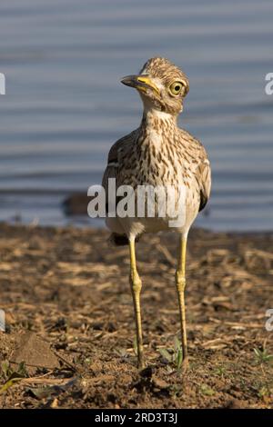 Water Thick-knee or Water Dikkop (Burhinus vermiculatus) walking on dry ...