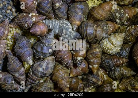 Wrinkled Purple, Nucella lamellosa, snails with eggs on rocks at Point ...