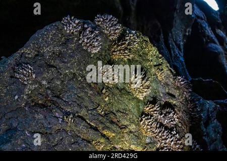 Leaf Barnacles, Pollicipes polymerous, attached to rock in sea cave at ...