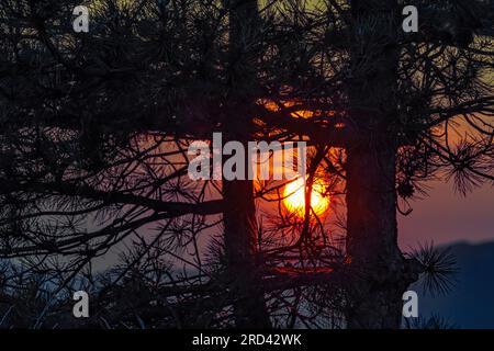 setting sun between the branches of the pine tree in the foreground ...