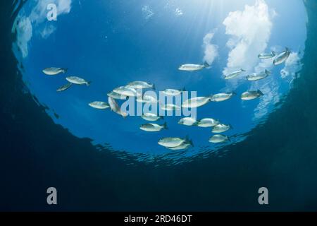 Shoal of Lined Rabbitfish, Siganus lineatus, Raja Ampat, West Papua ...
