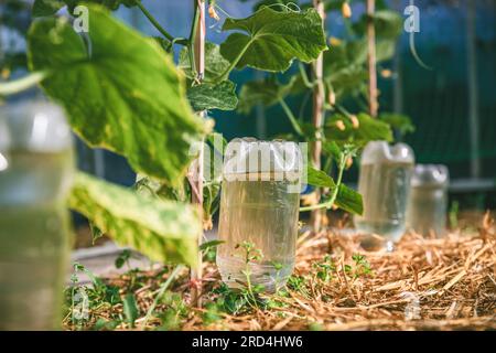 Automatic watering of cucumbers with plastic bottles Stock Photo - Alamy