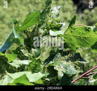 Galls of field maple (Acer campestre) produced by the arachnid Aceria ...