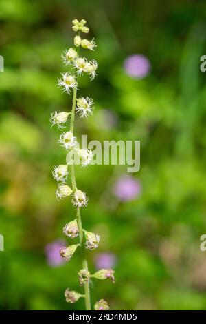 Close up of bigflower tellima (tellima grandiflora) flowers in bloom ...