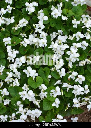 Fresh white Viola canadensis on green leaves background. White Viola in ...
