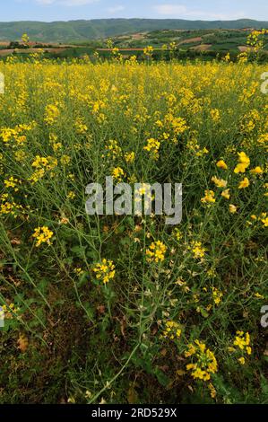 Isiklar Mountain is in Tekirdag, Turkey Stock Photo - Alamy