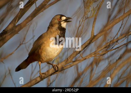 Crested Bellbird - Oreoica gutturalis passerine bird in Oreoicidae ...