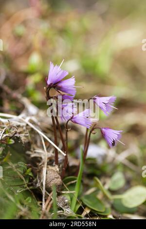 Alpine meadow with gentian and herbs in the Alps in summer Stock Photo ...