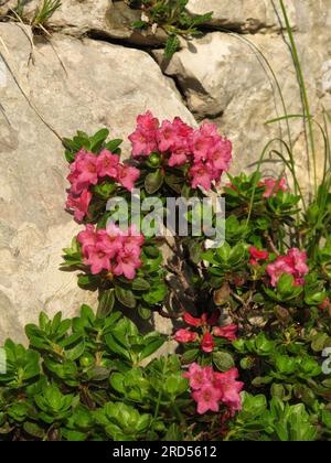 Alpenrose, mountain flower of the Rhododendron family Stock Photo - Alamy