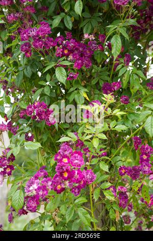 Single summer purple flowers of of rambling multiflora rose Rosa ...