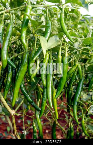 Green chilli (Capsicum frutescens) field in Oddanchatram Ottanchathiram ...