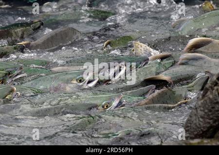 Pink salmons (Oncorhynchus gorbuscha) swim densely packed upstream on ...