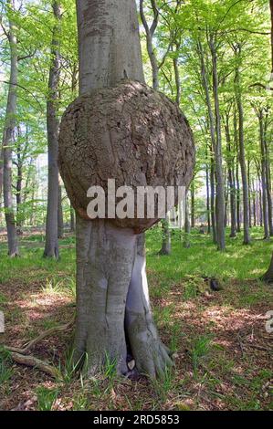 Proliferation, fungal disease or tree canker on copper beech (Fagus ...