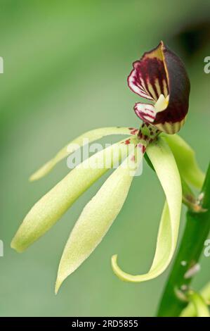 Orchid (Epidendrum Green Hornet) (Encyclia Green Hornet), hybrid of ...