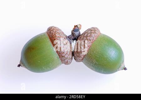 acorns of the northern red oak (Quercus rubra) as autumn background ...