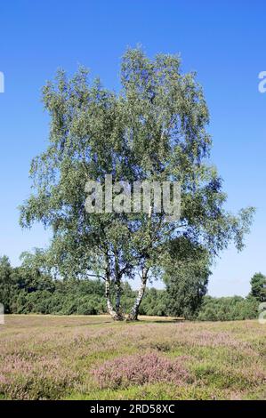 flowering heathland with birches Stock Photo - Alamy